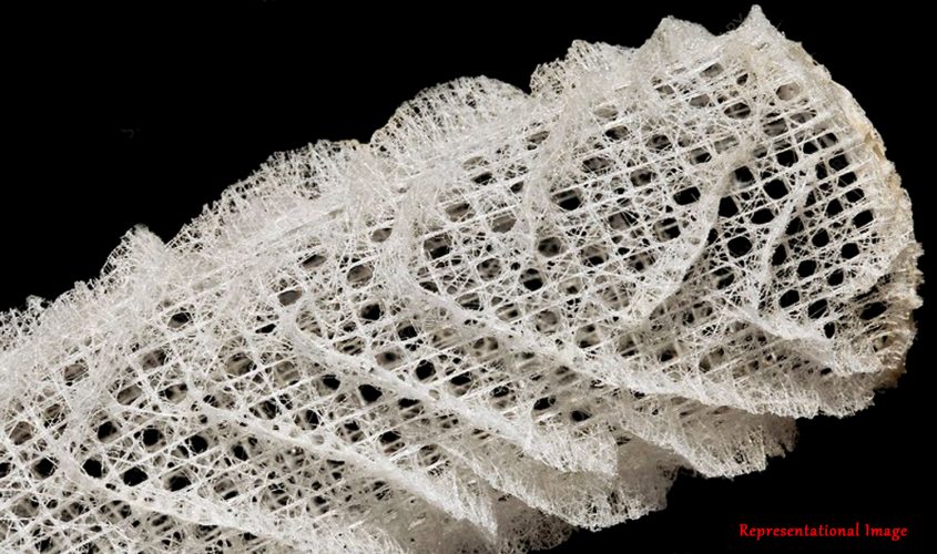 Bio-inspired Structures – IITM TECH TALK