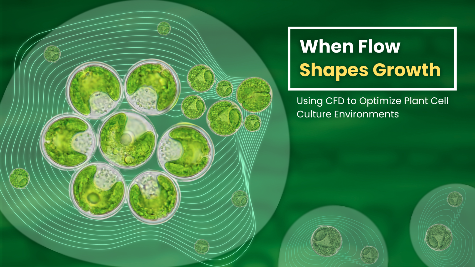 When Flow Matters: Using CFD to Help Plants Grow – IITM TECH TALK